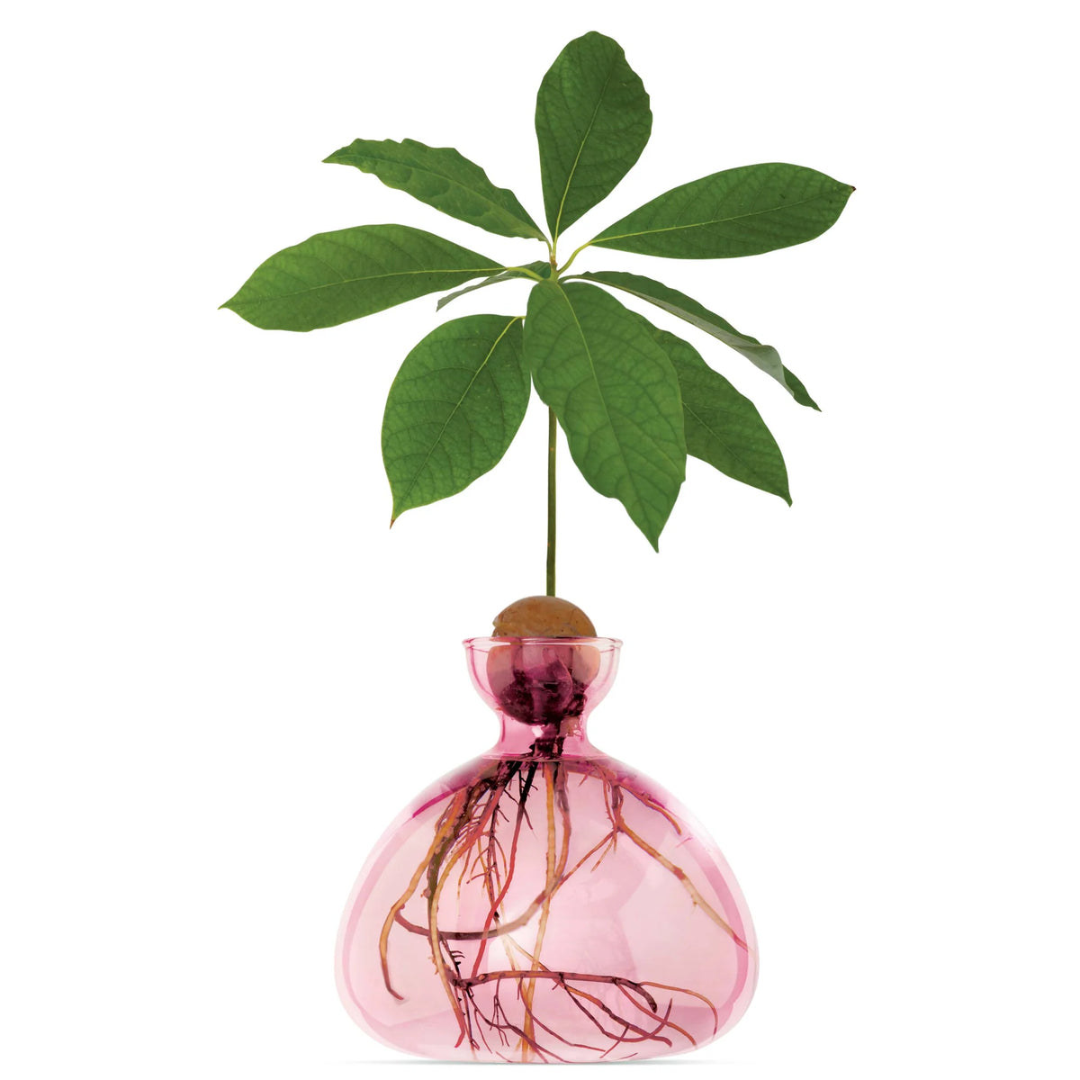 Avocado Vase - Rose Pink – Industry & Co - Home